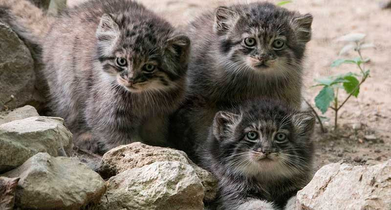 Seven species of felines live in the wild nature of Turkmenistan ...