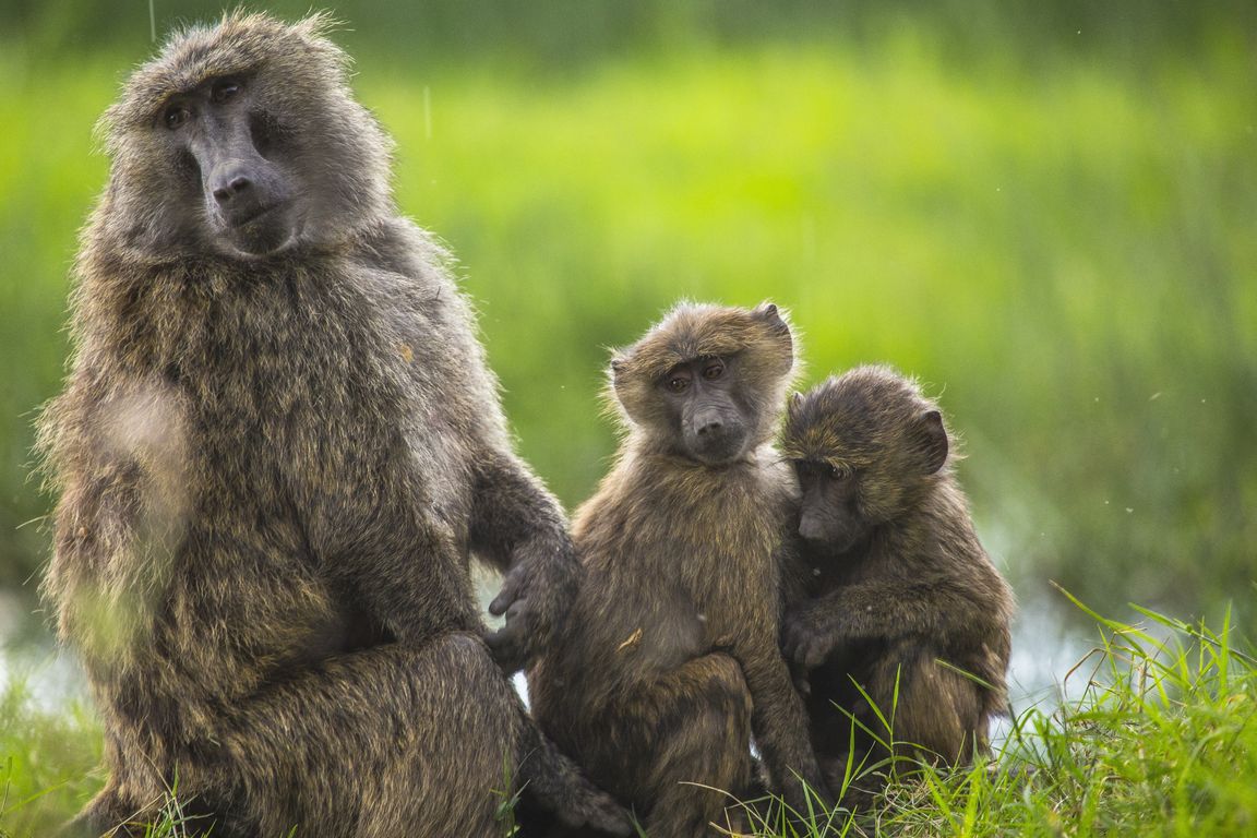 In Thailand, the police carried out a special operation against ...