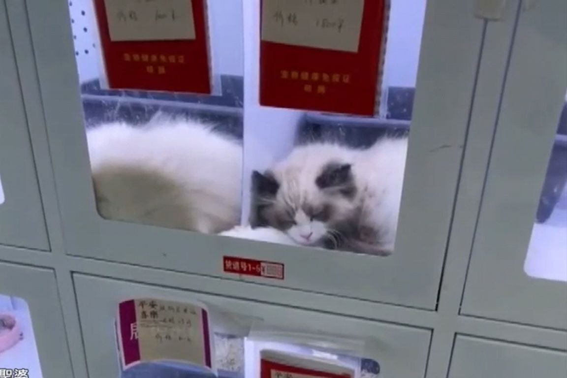 In China, there is controversy over the sale of animals through vending ...