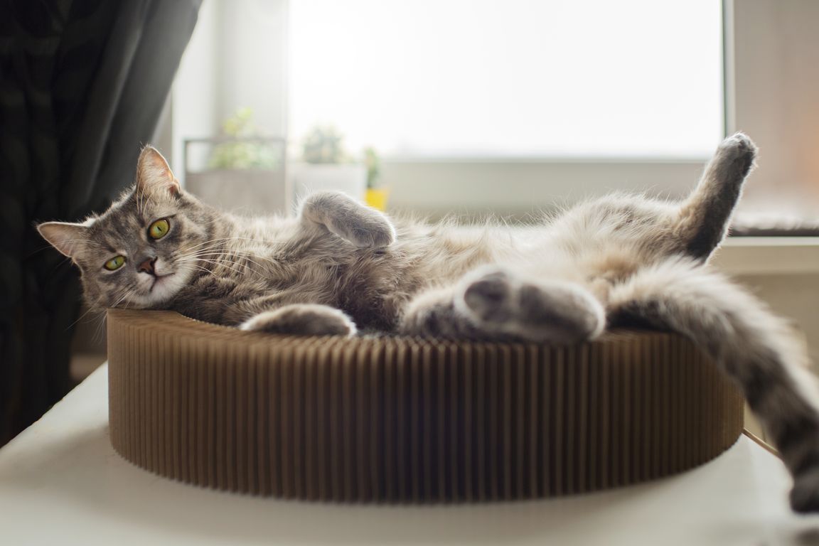 A British startup has developed a cat food made with lab-grown chicken ...
