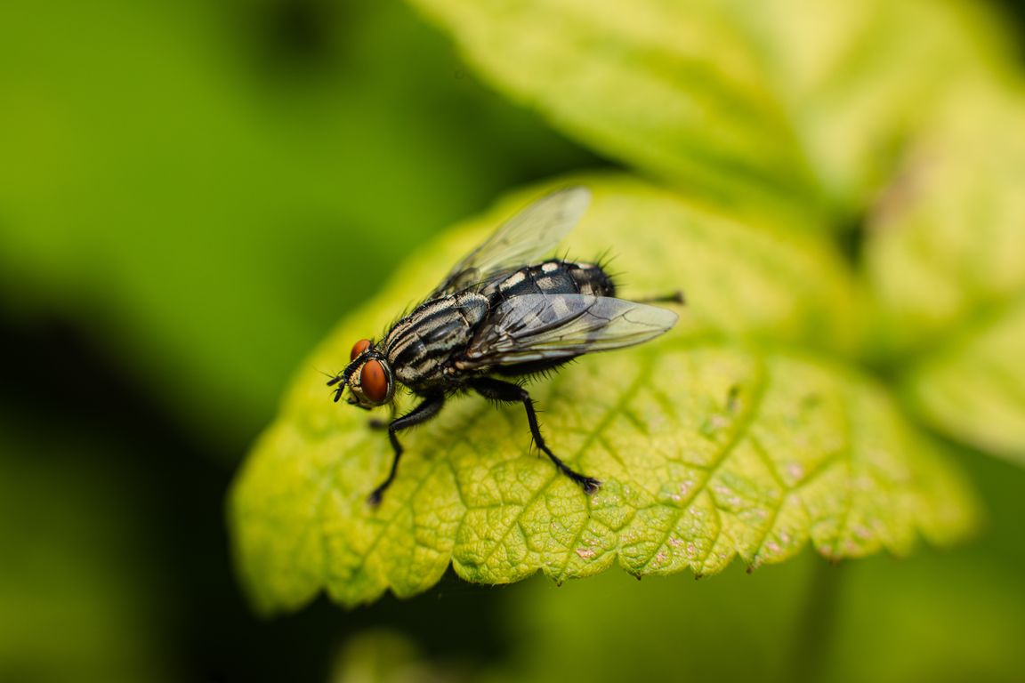 Flies and their larvae have joined the list of agricultural products in ...