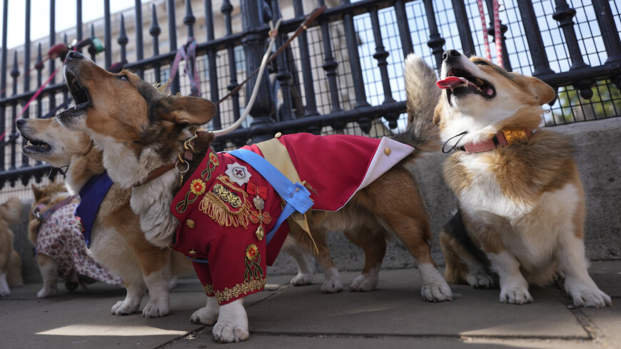 Corgi parade was in London, as a tribute to the memory of Queen ...