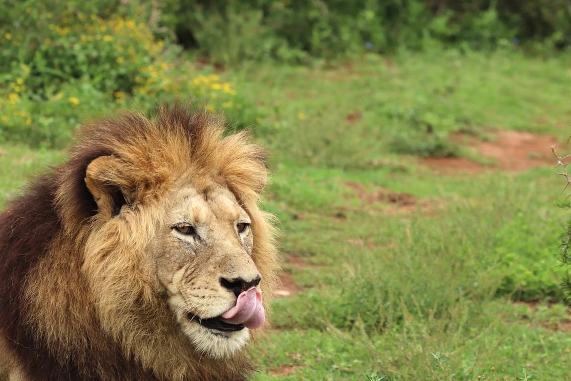 Uzbekistan Bans Use of Wild Animals in Circus Performances ...