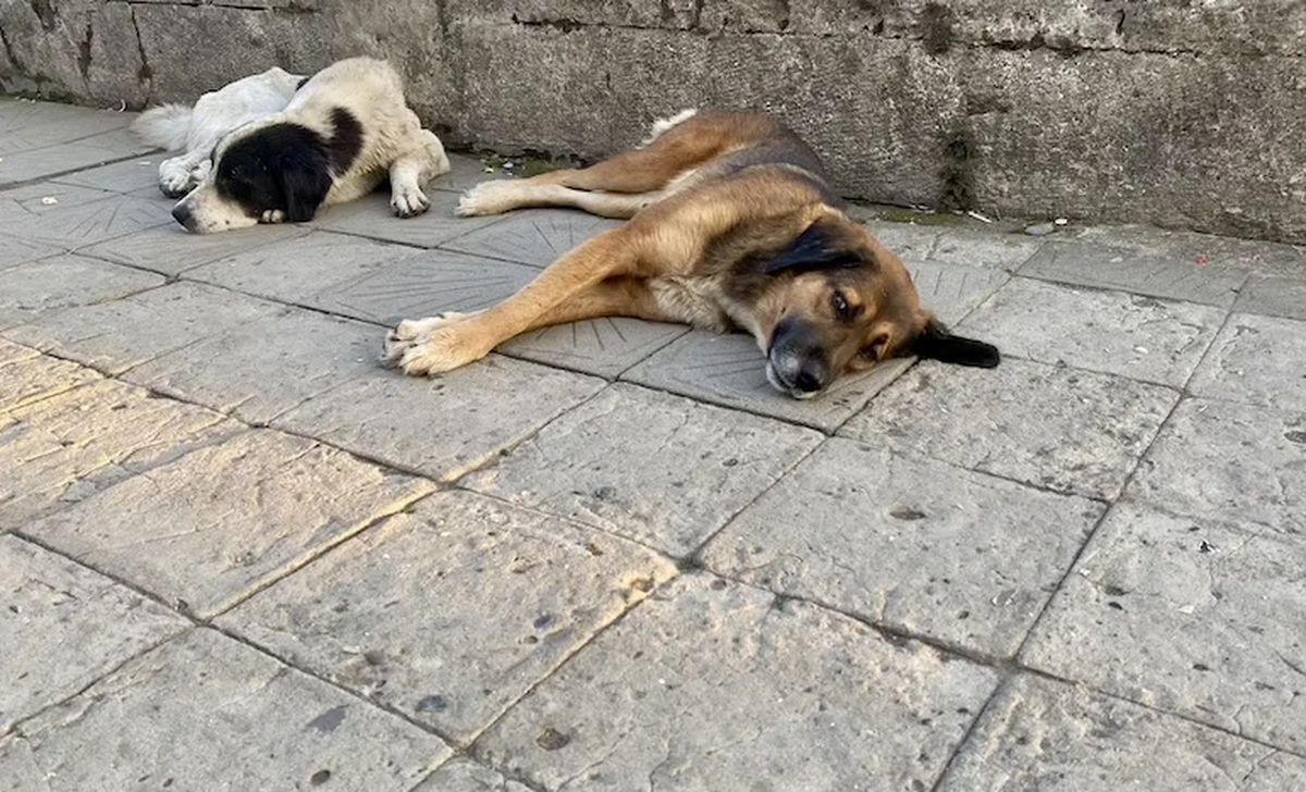 Scientists: Dogs are experiencing a third wave of evolution ...