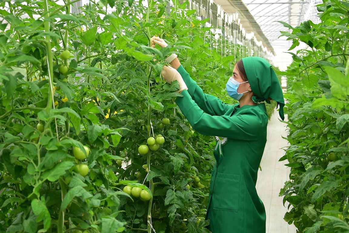 Photoreport: A new greenhouse opened in the Akhal velayat | Society