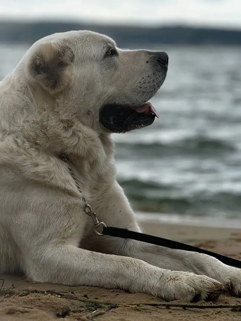 Rustam Minnikhanov shared a new photo of his Turkmen alabay Akdosta ...